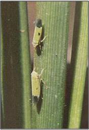 Budidaya Teknik dan Teknologi Pertanian: Pengendalian Hama Wereng