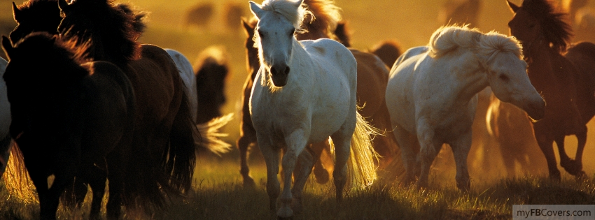 Wild Horses facebook cover