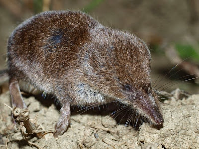 Variety of Life: Sorex