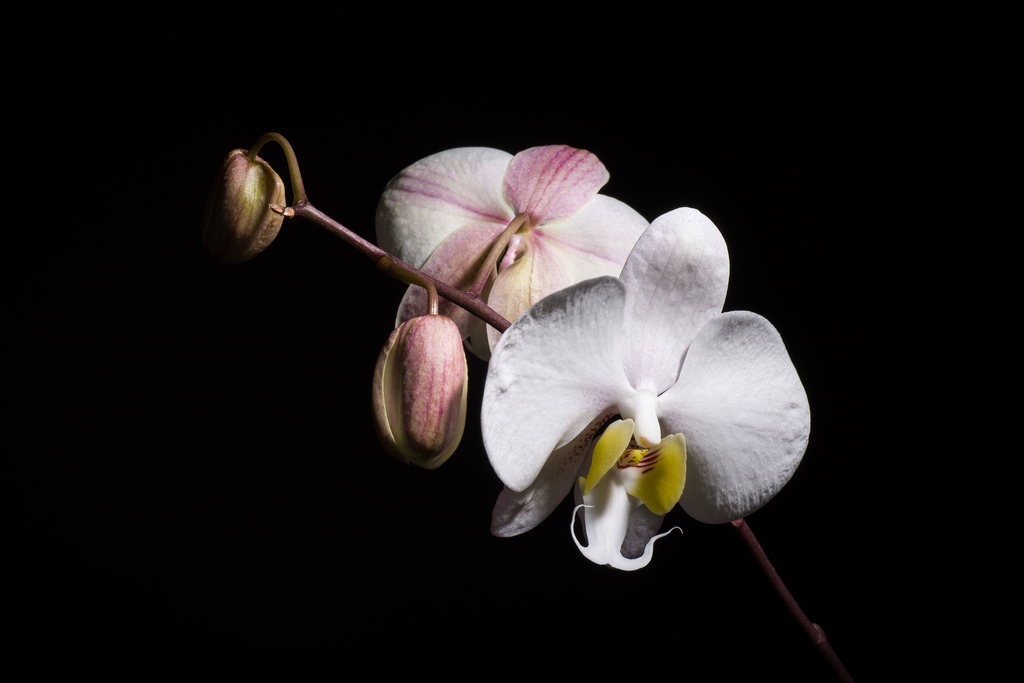 Phalaenopsis philippinensis care and culture | Travaldo's blog