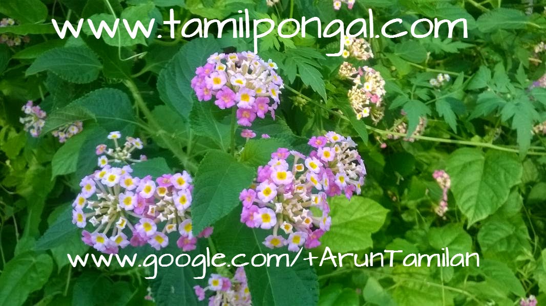 Tamil Pongal Invasive Weed Flower In Tamil Nadu tamil-pongal-invasive-weed-flower-in-tamil-nadu
