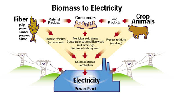 Beberapa Fakta Mengagumkan Dari Energi Biomassa - Tekno Aktivitas.id ...