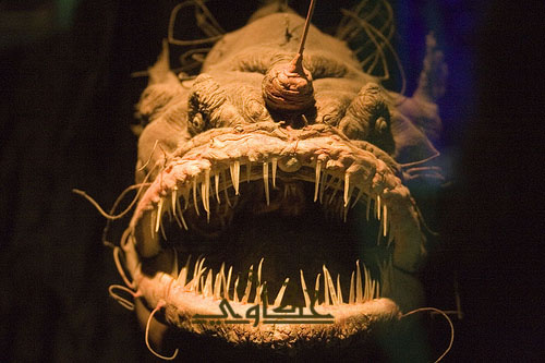 hakawy: The most scare fish in the world