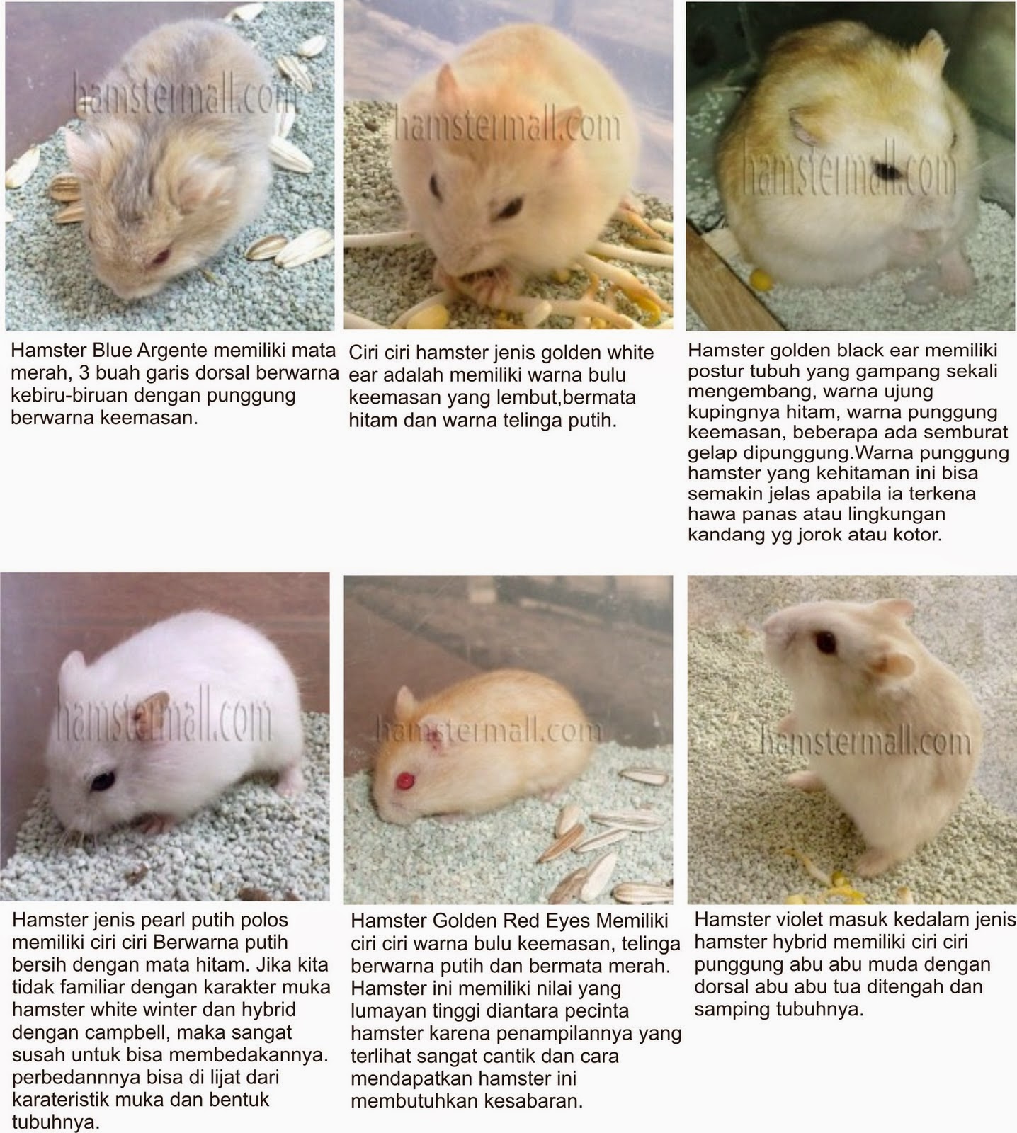 HaRu : Jenis Hamster