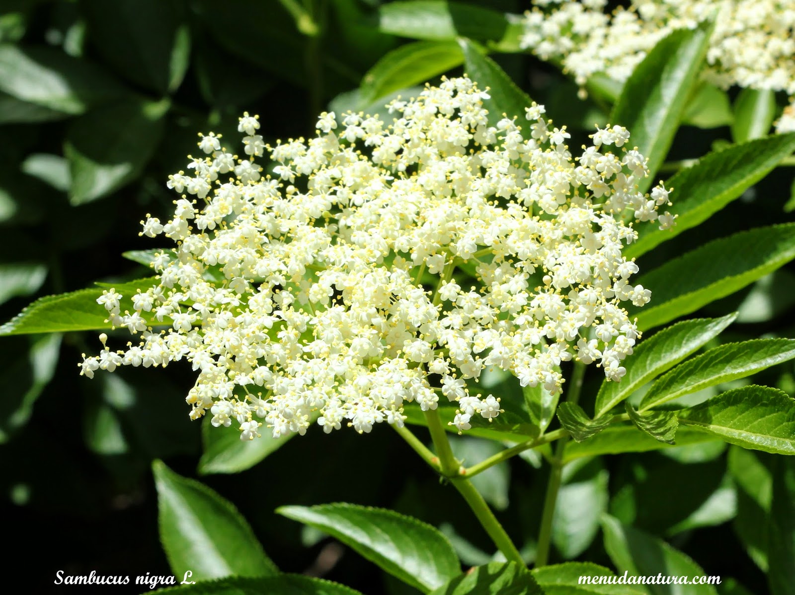 Menuda Natura: Sambucus nigra L.