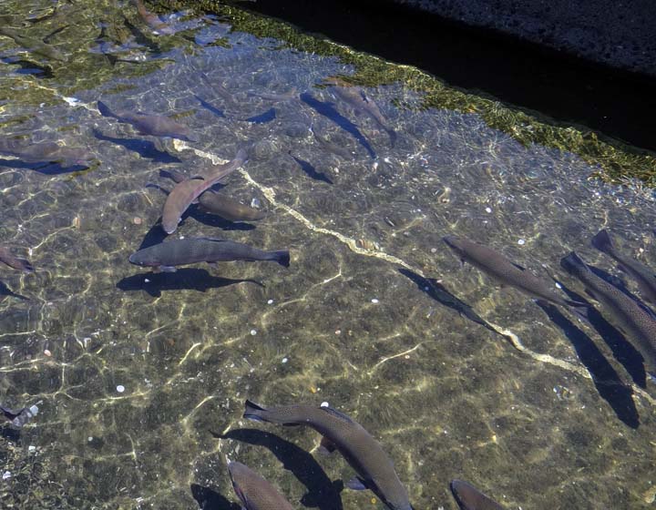 Reflections From the Fence: Bonneville Fish Hatchery Oregon, Fish for ...