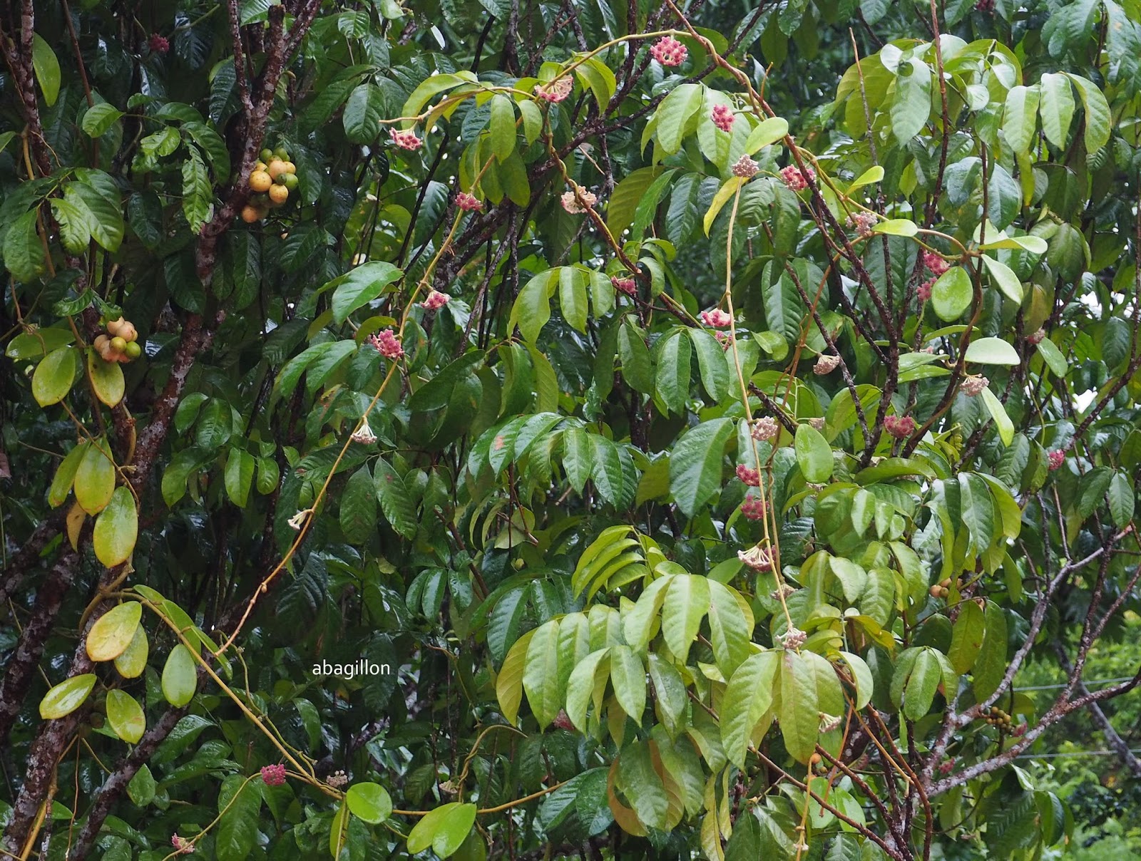 Pure Oxygen Generators: Flowers of Hoya diversifolia