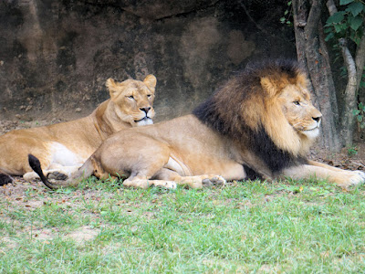 Memphis Mid-South Sights: Memphis Cool Cats; A peek into the Memphis zoo