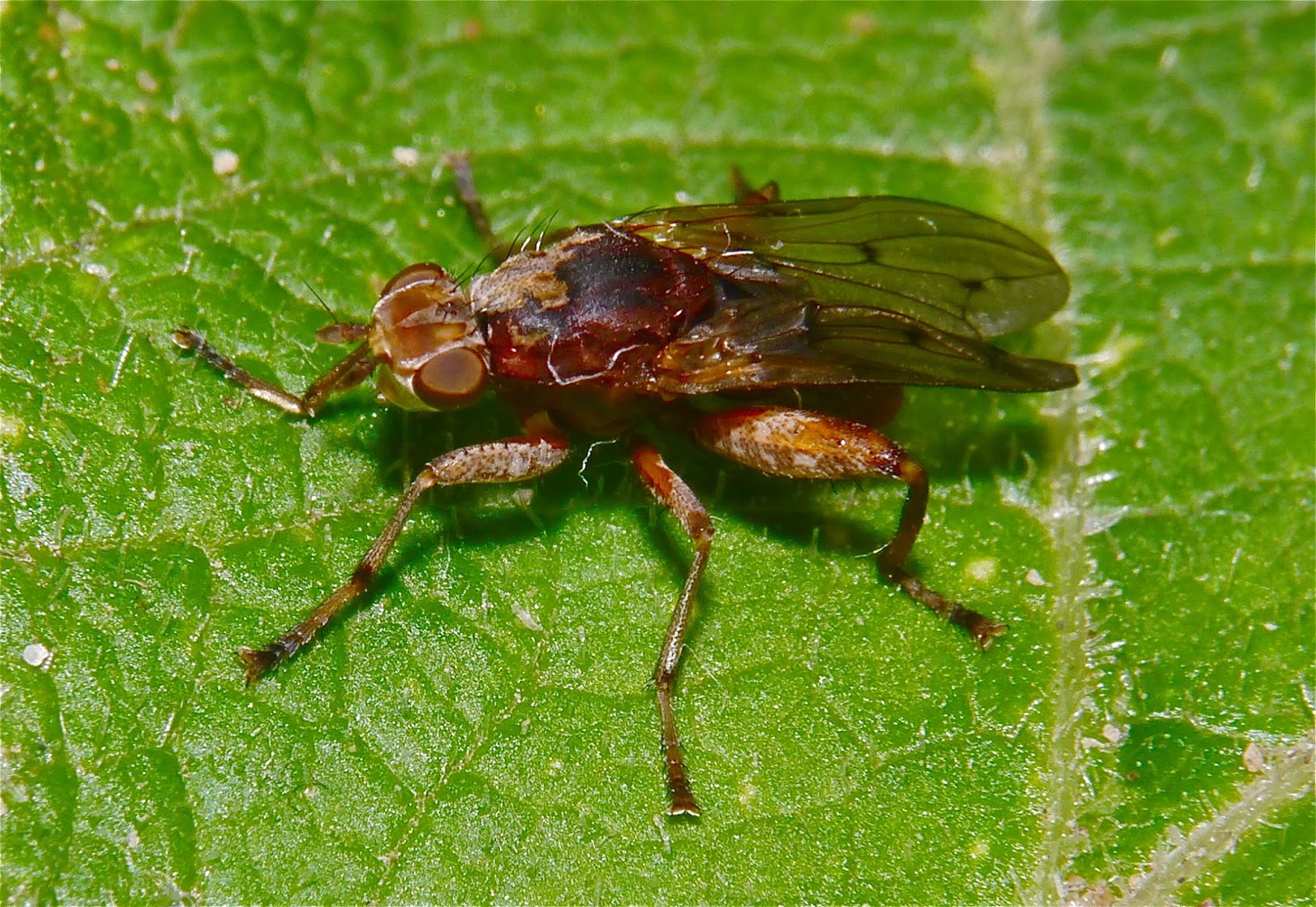 Northwest Norfolk Naturalists: A Snail Killer and a Wood Wasp at Holme