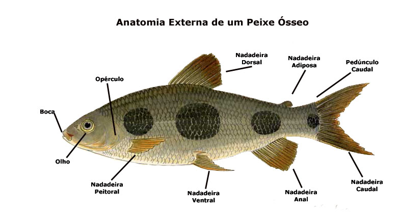 Filo cordados: peixes condrictes e osteíctes. | Biologia: A ciência da vida