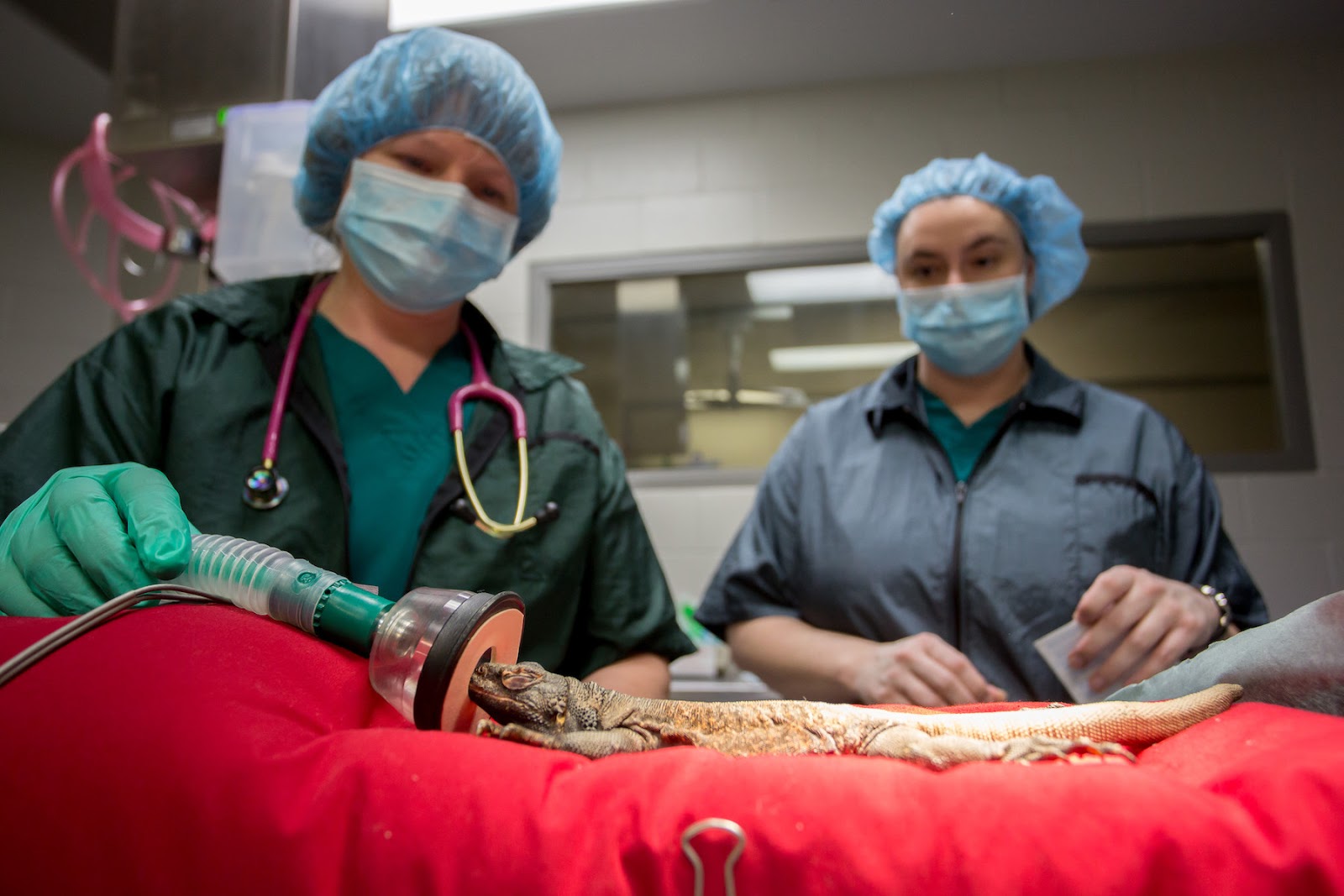 Zoo vets perform surgery on lizard that weighs less than one pound