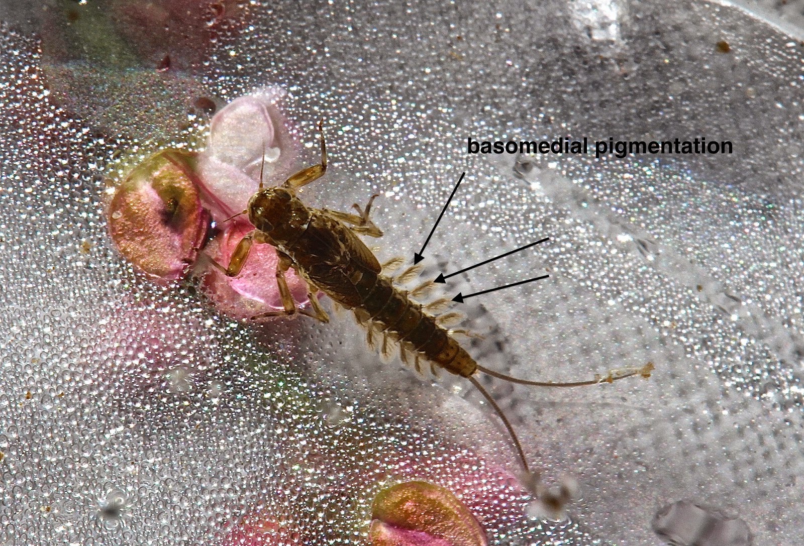 Aquatic Insects of Central Virginia: The "transformation": An ...