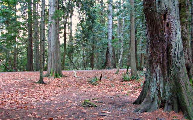 Everything Nanaimo: COLLIERY DAM PARK