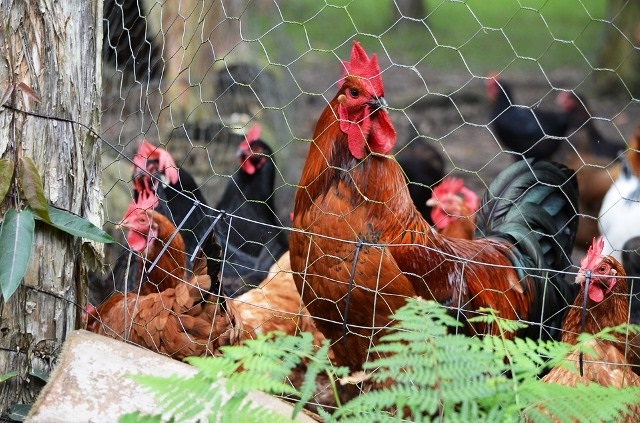 Macam Macam Hewan Ternak Paling Menguntungkan - RESEP USAHA