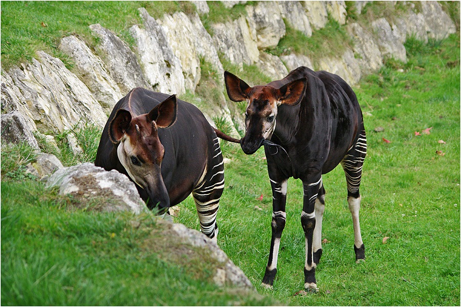 TVL: ANIMAL DA SEMANA - Ocapi