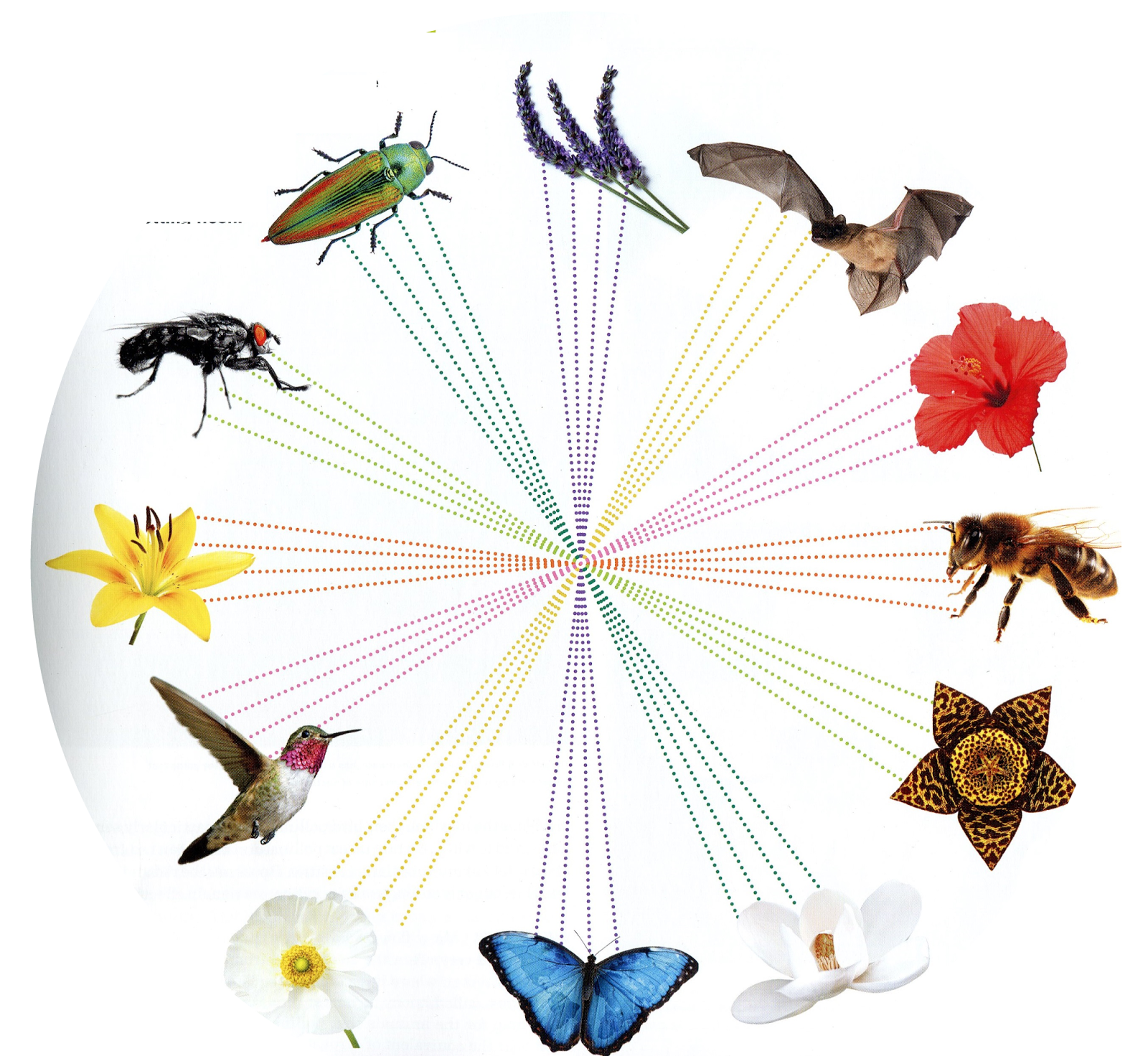 Rocky Mountain Society of Botanical Artists: December 2015