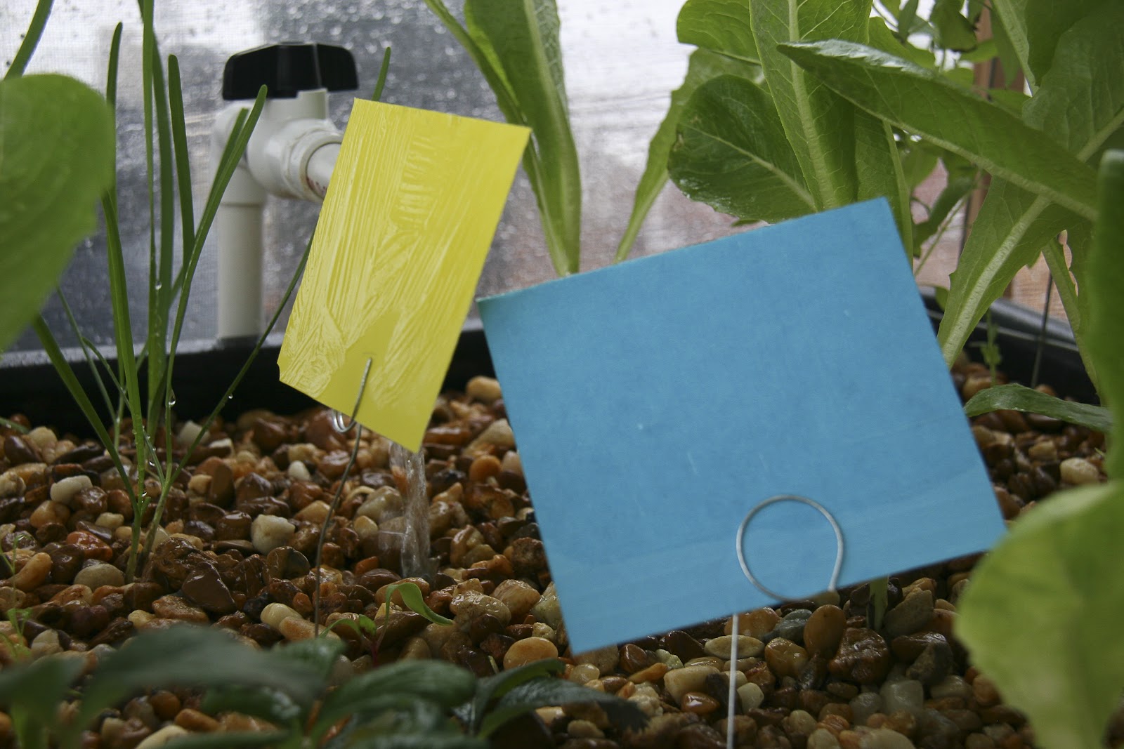 Our Sustainable Life: DIY Sticky Traps