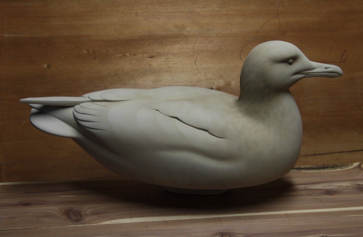 New England Coastal Birds: The Great White-winged Gull of the North ...