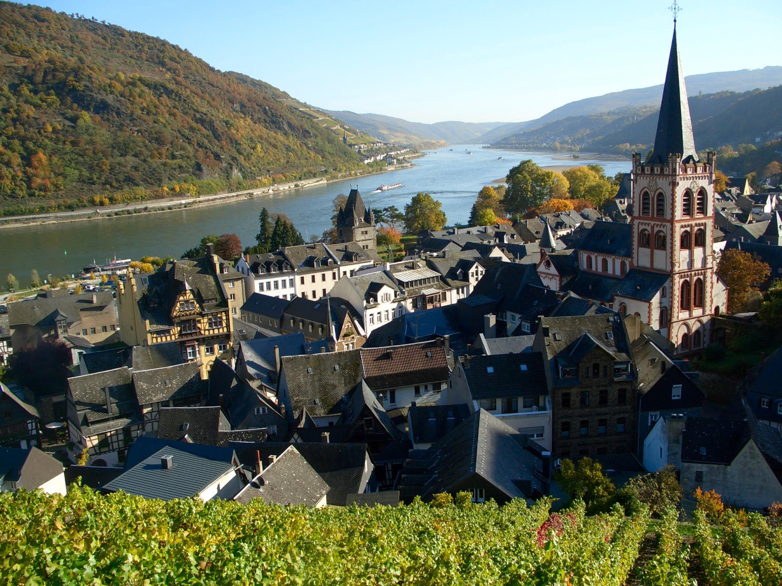 Natura Xilocae: OTOÑO EN LOS VIÑEDOS DEL RIN ROMÁNTICO