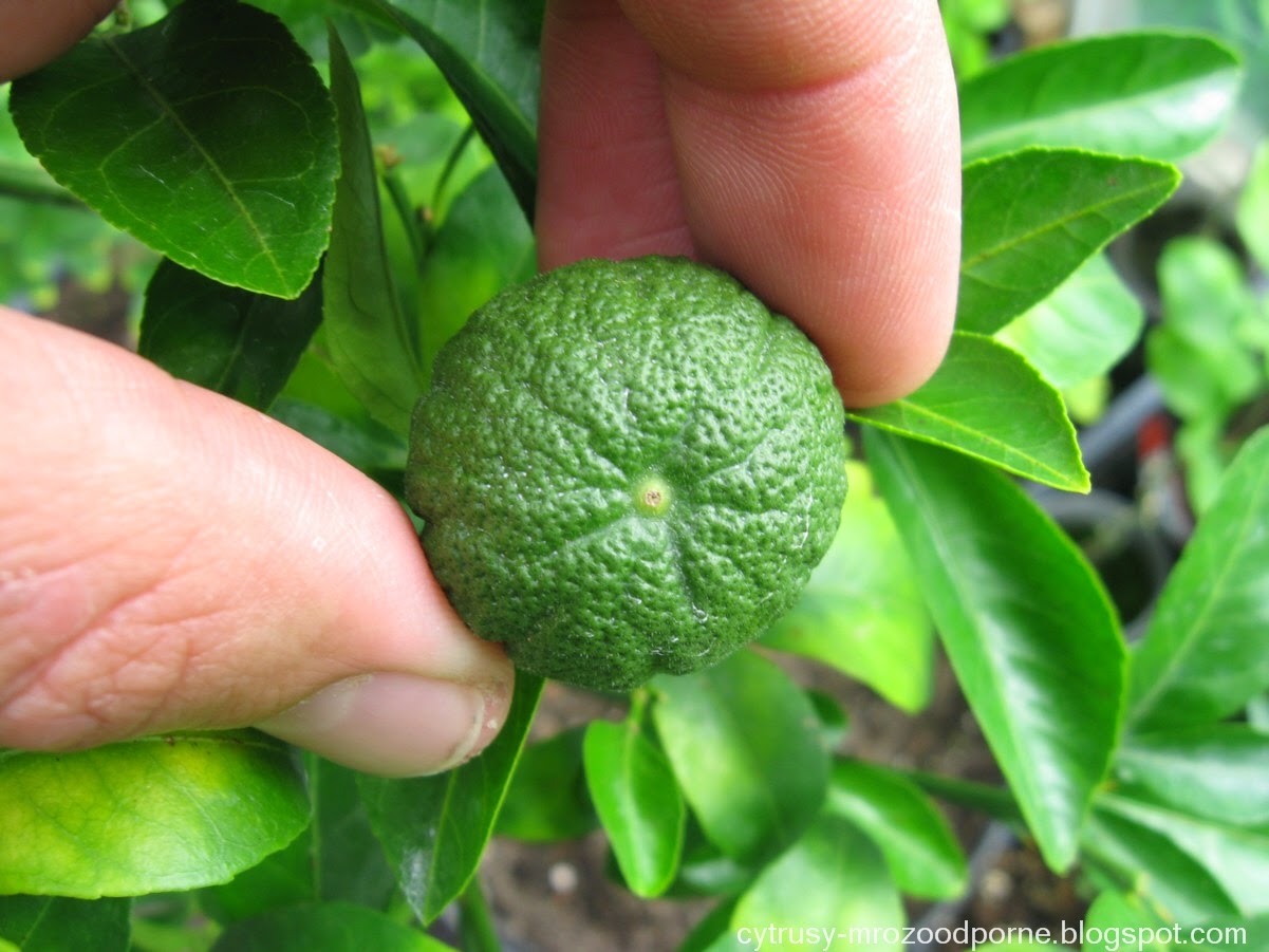 Cytrusy Mrozoodporne: Citrandarin