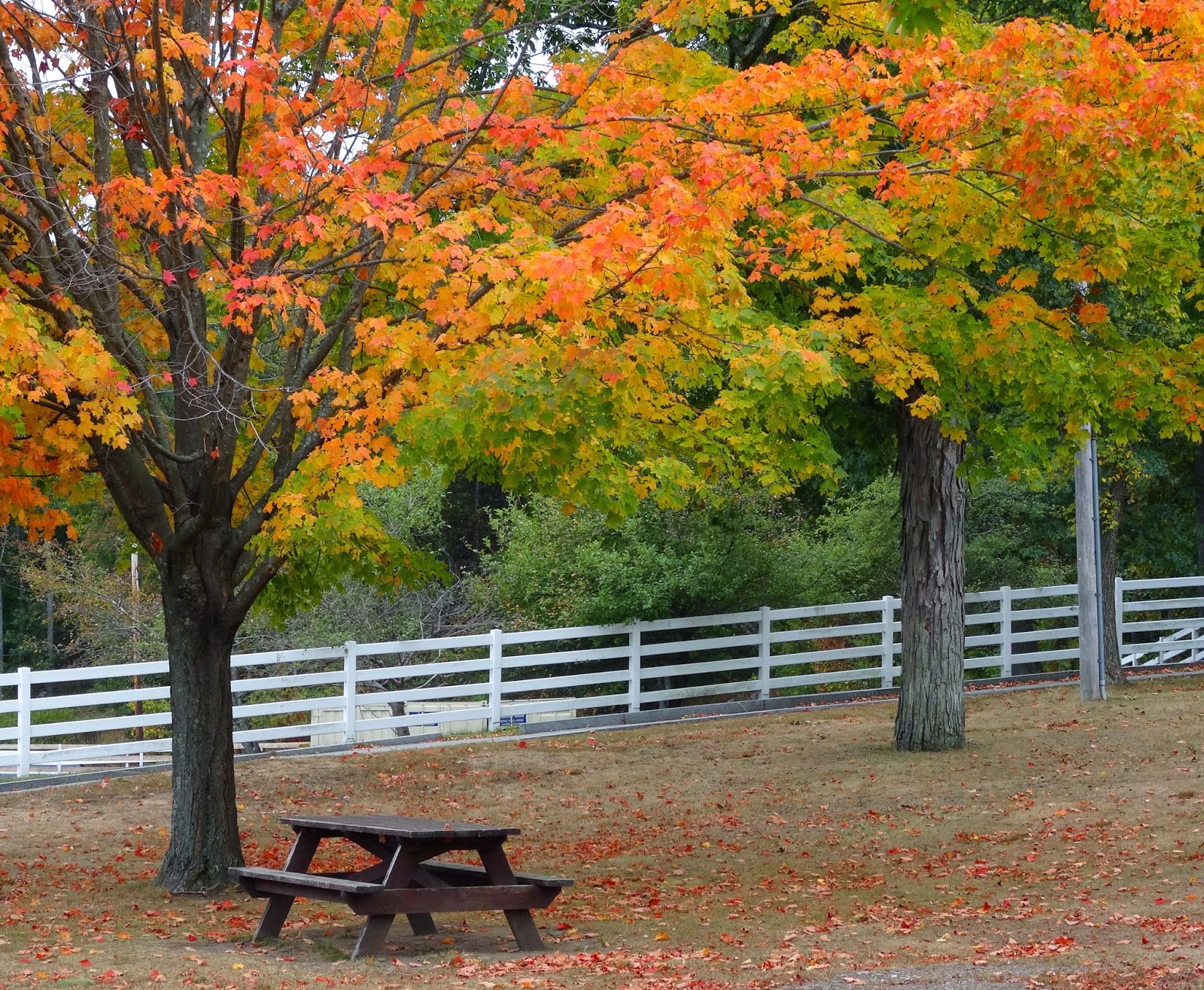 Joe's Retirement Blog: Fall - A Walk in the Woods, Blue Hills ...