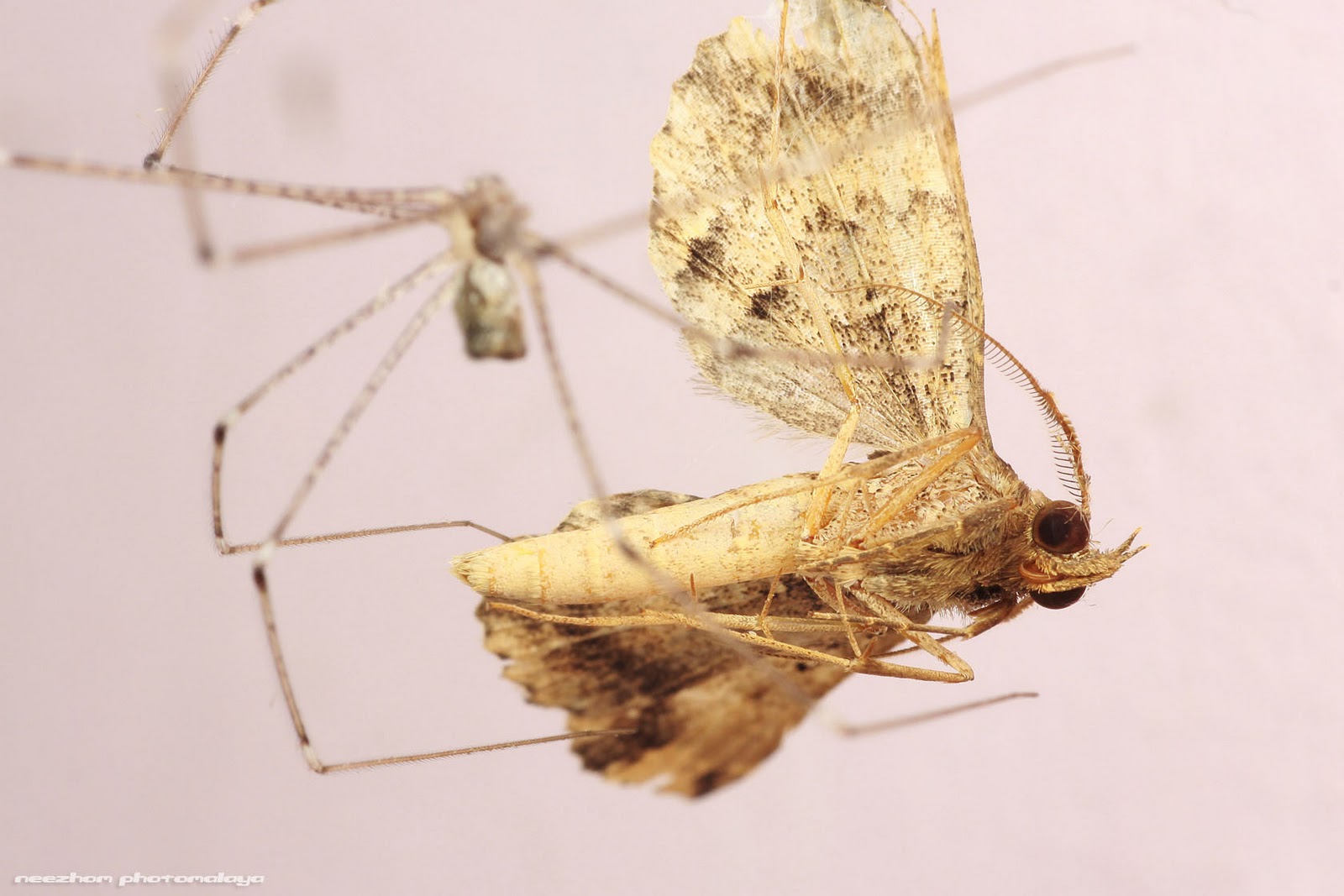 Rama-rama jadi hidangan makan malam labah-labah rumah - Unikversiti