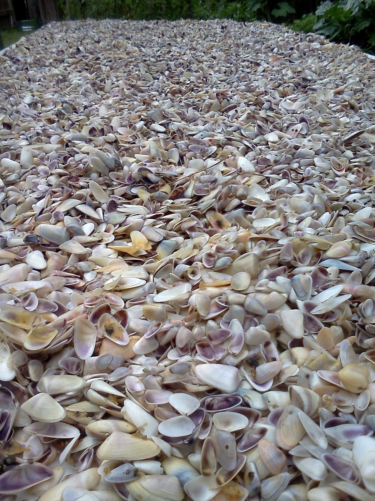 professor fish heads: The Ridiculously Small Bean Clam