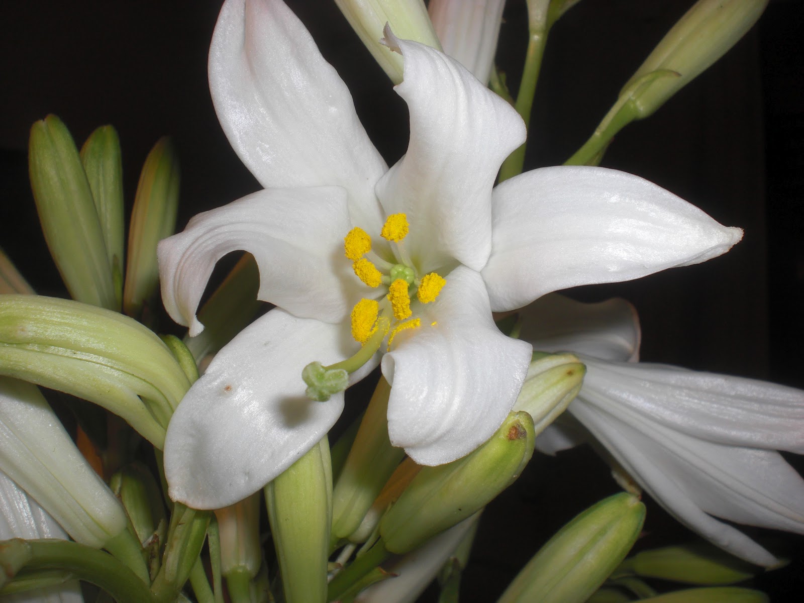Perfumes y luces de Extremadura: Azucena blanca o Lirio de San Antonio ...