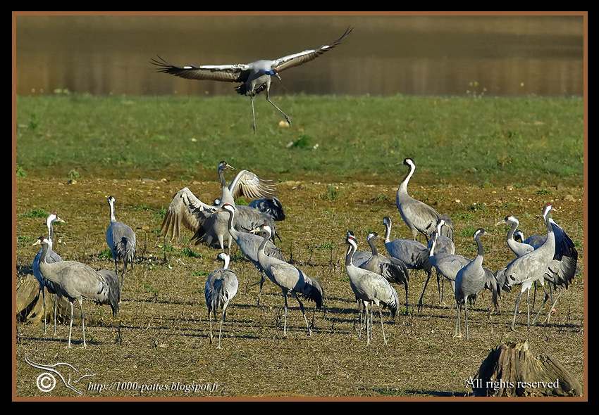 WILDLIFE GATEWAY: Dans le Magnoac