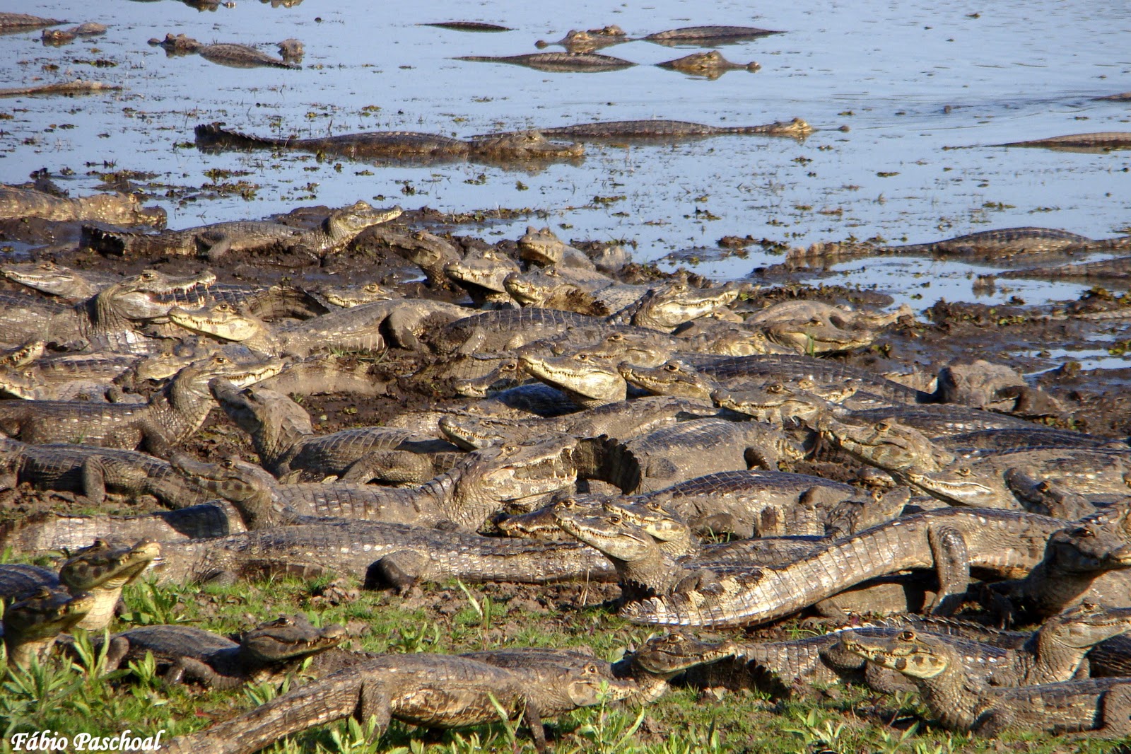 Wildlife Brazil: Paraguayan Caiman/ Jacaré do Pantanal