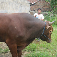 100++ Gambar Sapi Limosin