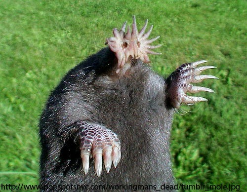 Bizarre Creature of the Day: Creature 22: Condylura cristata