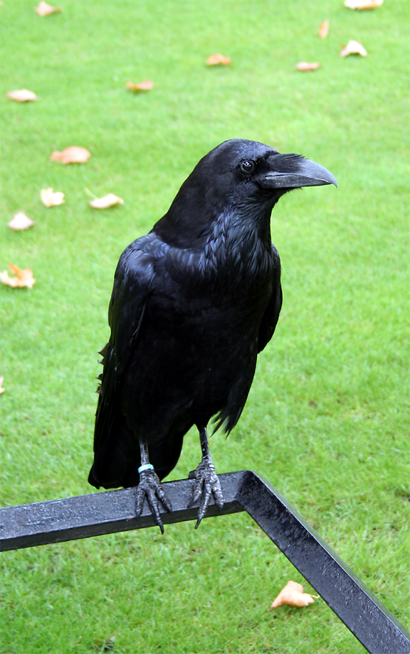 Spikeabell's ramble: Ravens