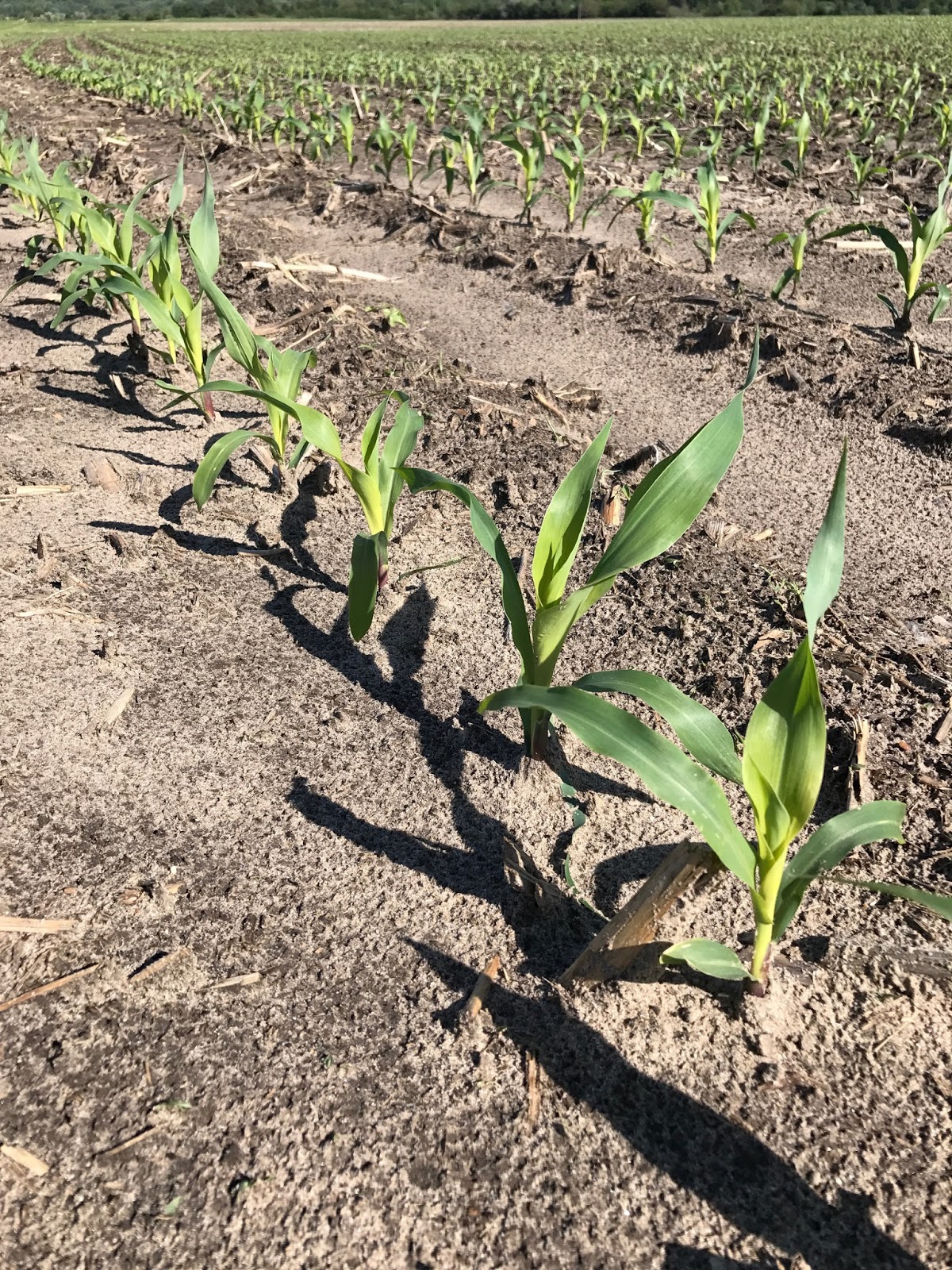 Nebraska Corn Kernels: Stages of Growth: Planting