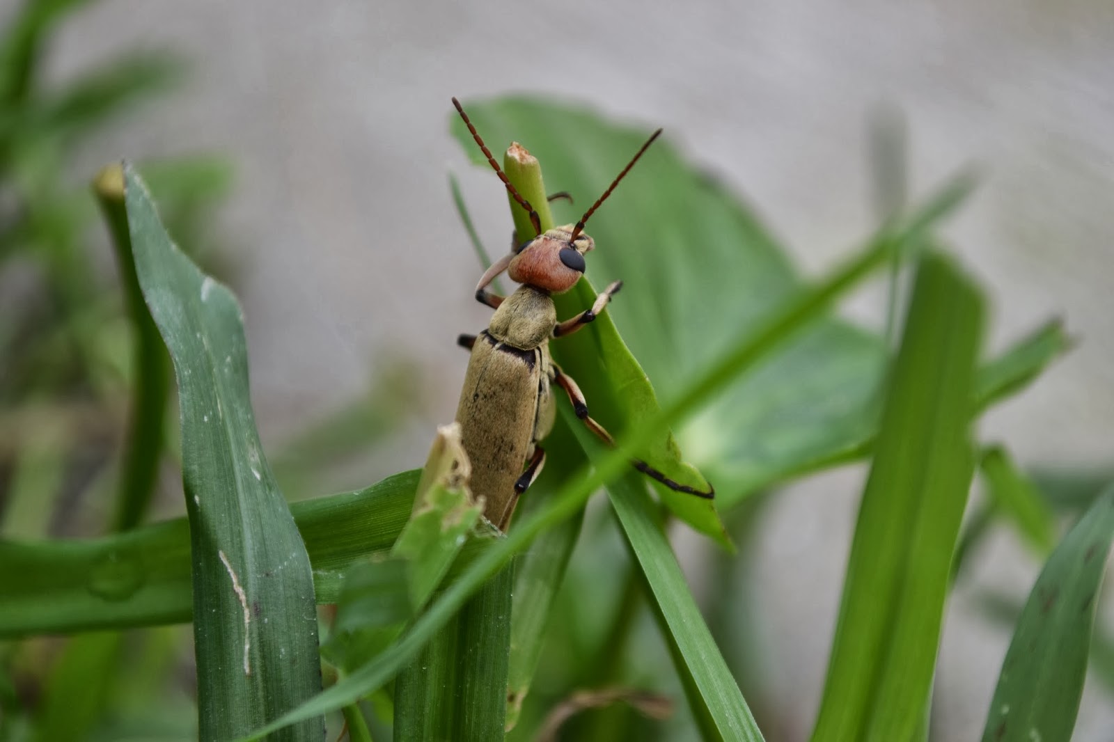 Wild Life: Tiddi Insect