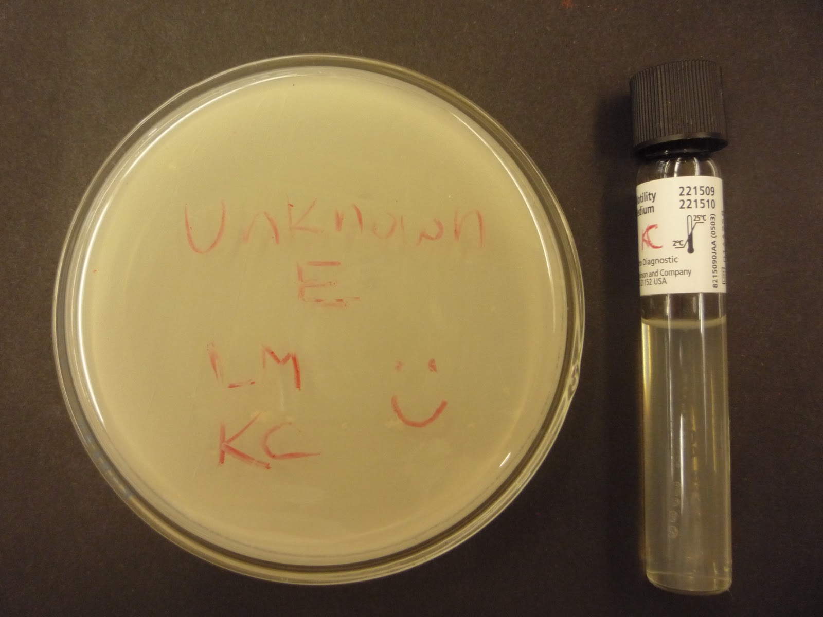 MicrobeDiscoveries: Starch, Lipid, Casein, and Motility Results