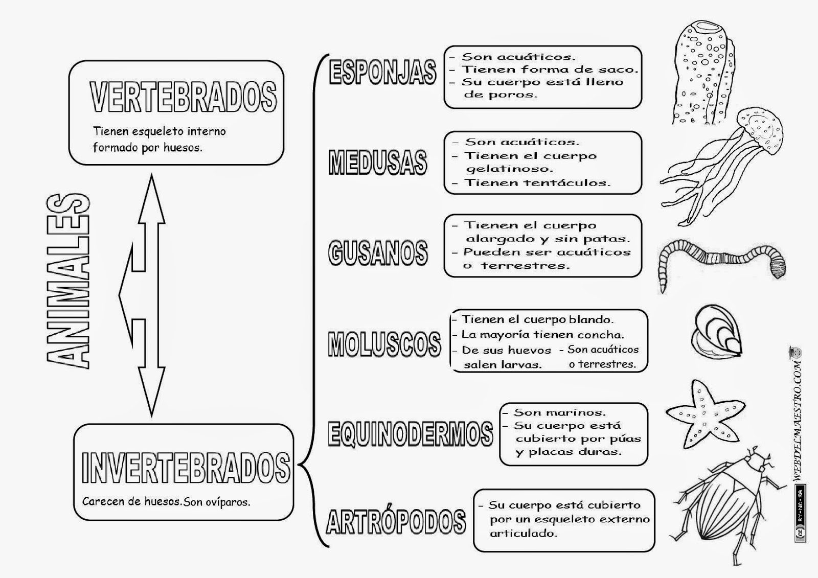 Clasificacion De Animales Vertebrados