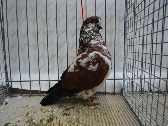 English Show Tippler pigeons - Pigeons fall
