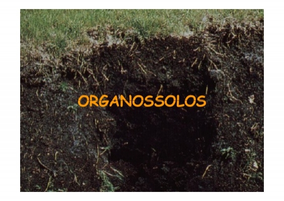 FUNDAMENTOS DE PEDOLOGIA - Organossolo