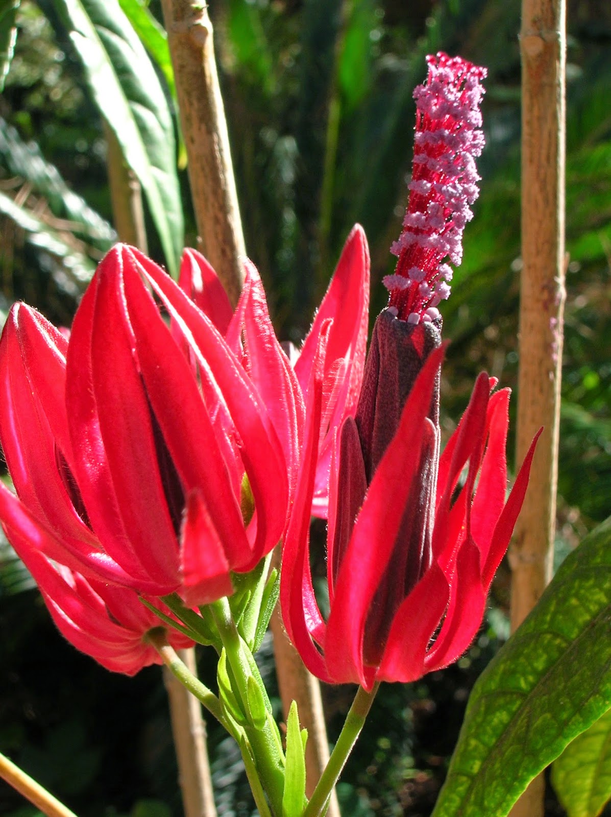 Recregarden: PAVONIA MULTIFLORA