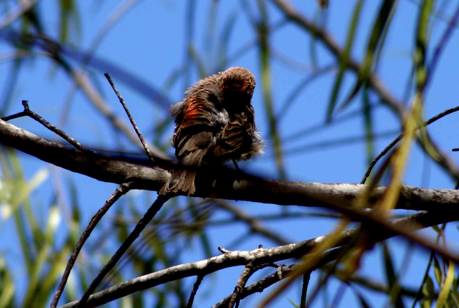 A photo, A thought............: Bird: Preening birds...............