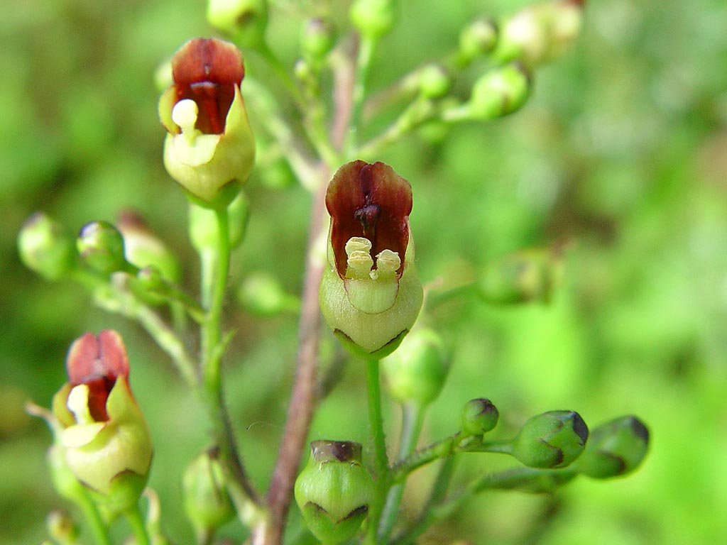 Scrophularia nodosa - Mother Tincture