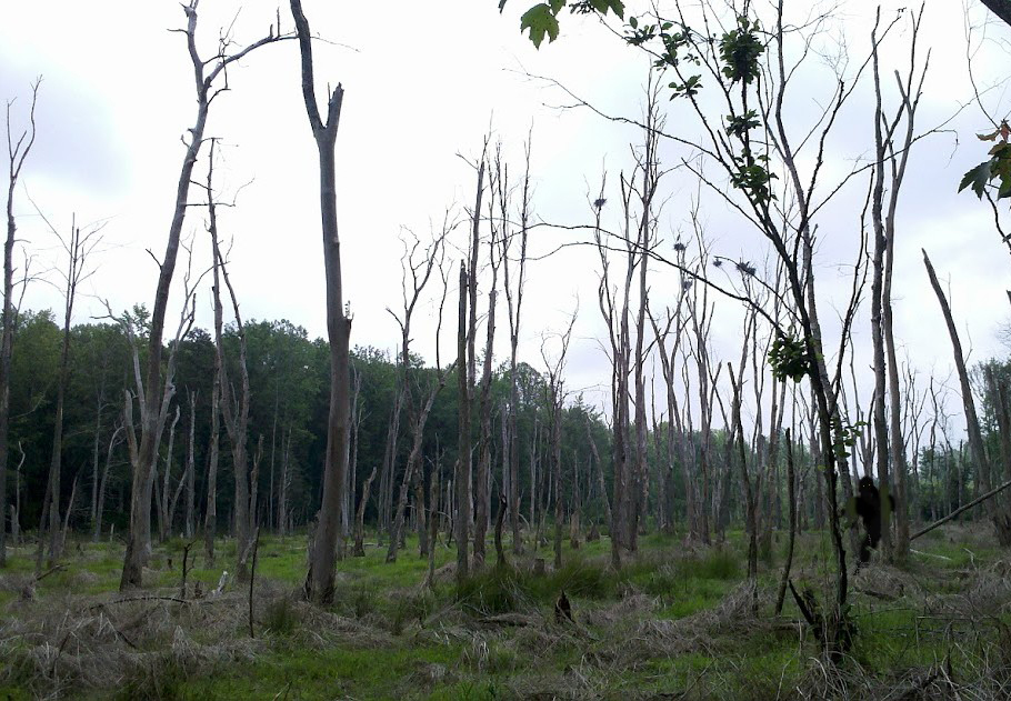 The Blog Where Horror Dwells: Ameri-Scares Ohio: Fear the Grassman ...