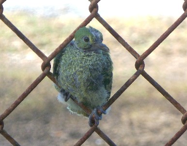 Hikes On Tinian: 2012-12-21 Marianas Fruit Dove