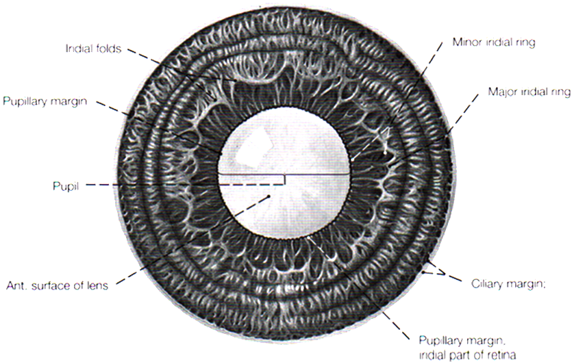 Globo Ocular: Capas del globo ocular y medios refringentes pt. 1