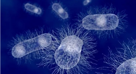 4 Fase Pertumbuhan Bakteri