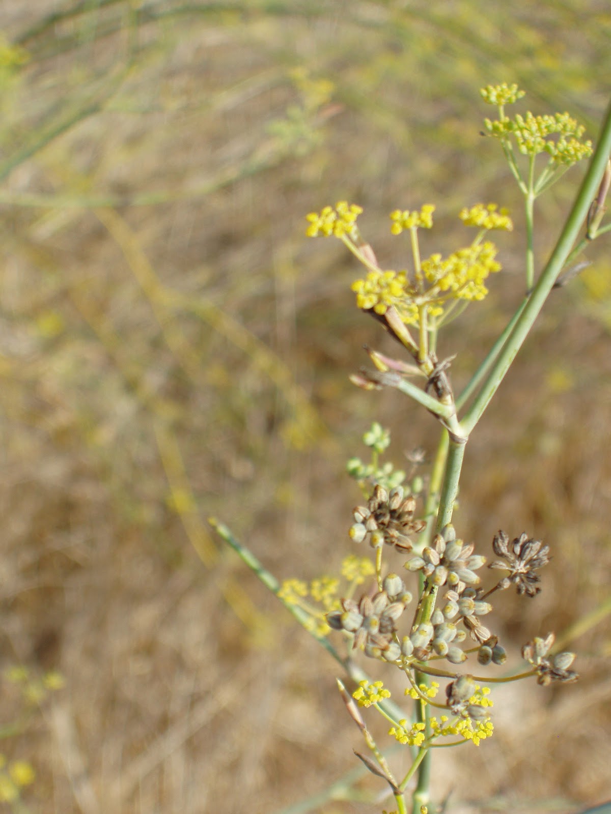 Steve&Bev Middle East Discovery 2011: Tzipori, Kfar Hasidim, Safed, Sea ...