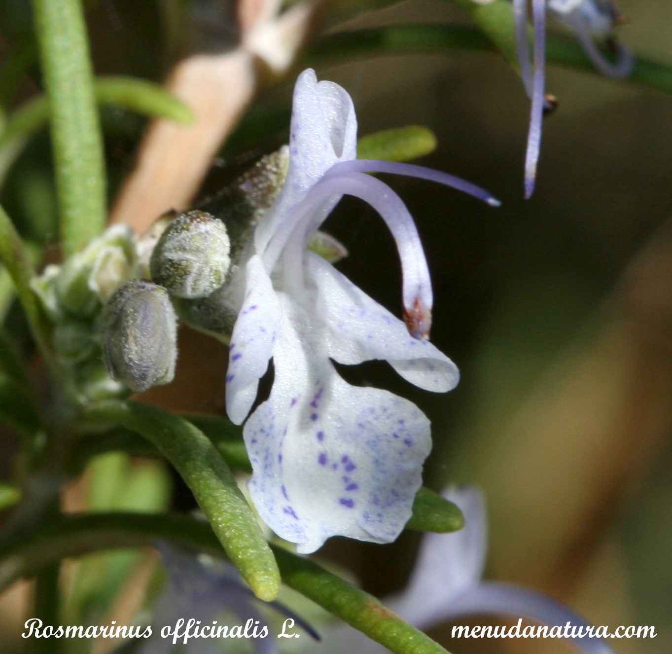 Menuda Natura: Rosmarinus officinalis L.