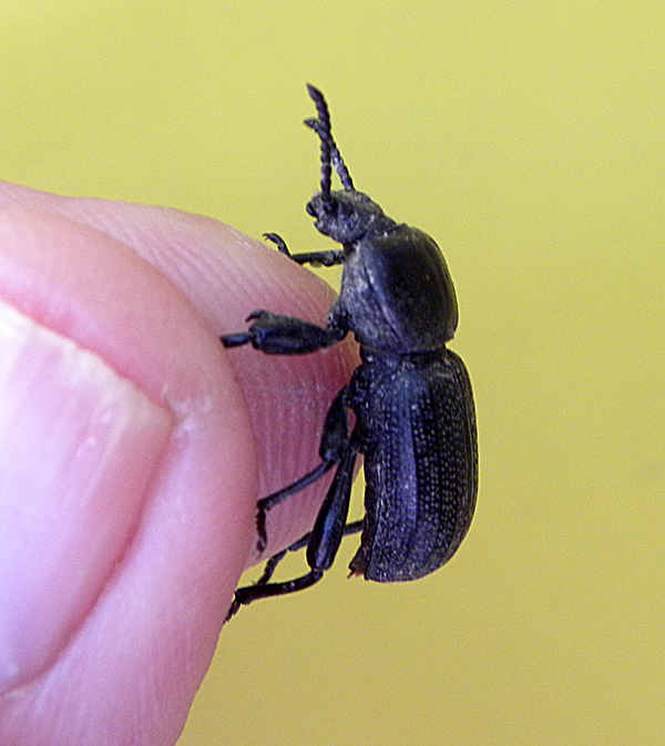 HUESCA Y LA SIERRA DE GUARA: TENEBRIÓNIDO Scaurus punctatus Johan ...