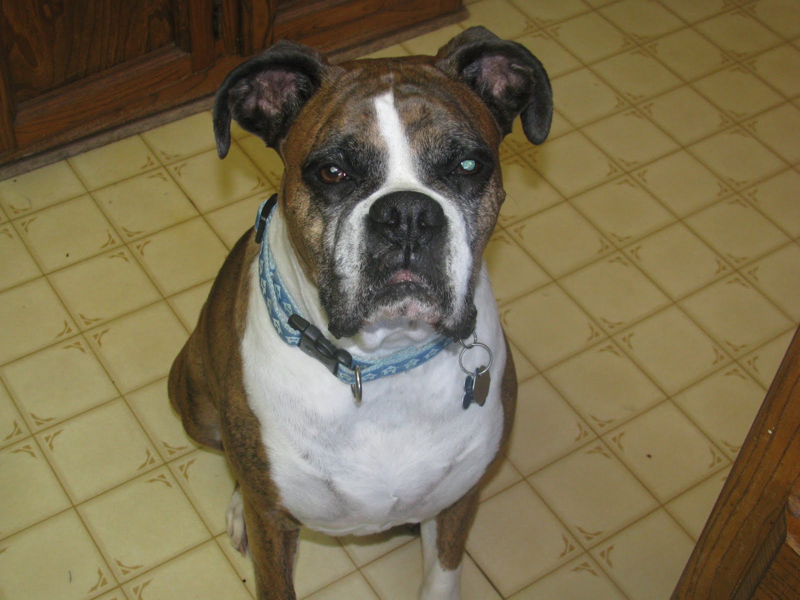 Shamrocks and Shenanigans: Dakota Buckaroo Marinated Chicken